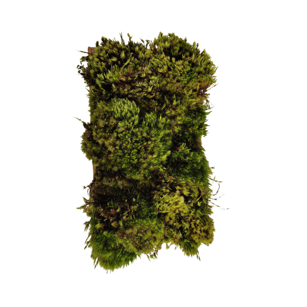 Musgo Vivo - Comprar Musgo Vivo | Floresul Musgos SP